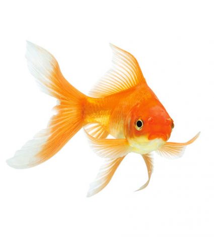 lot-poissons - Procanis | Votre animalerie à Nancy Pulnoy