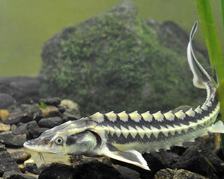 img-esturgeon - Procanis | Votre animalerie à Nancy Pulnoy