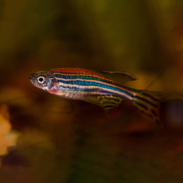 Danio Rerio - Procanis | Votre animalerie à Nancy Pulnoy