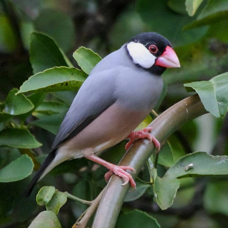 Padda de Java - Procanis | Votre animalerie à Nancy Pulnoy