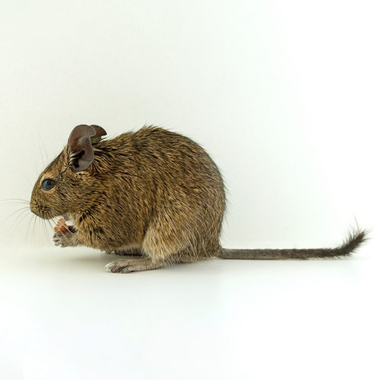 Octodon - Procanis | Votre animalerie à Nancy Pulnoy