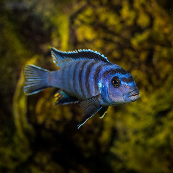 Poisson-africain - Procanis | Votre animalerie à Nancy Pulnoy