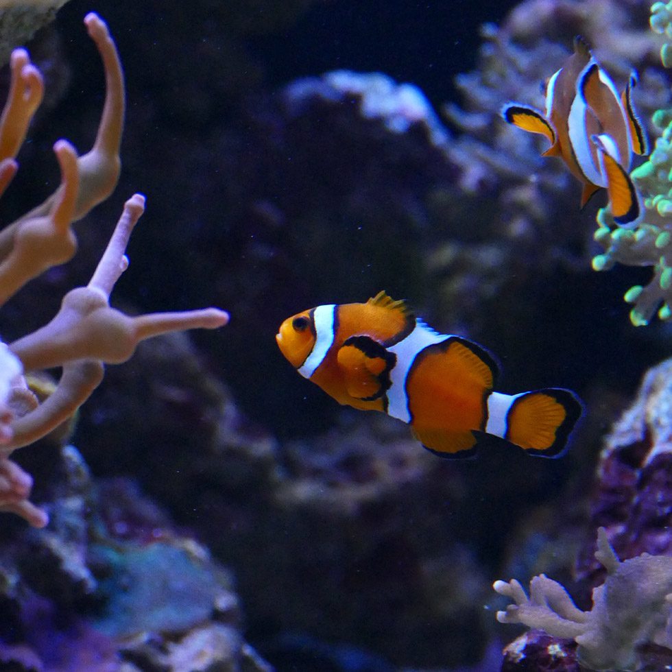 poisson-eau-de-mer - Procanis | Votre animalerie à Nancy Pulnoy